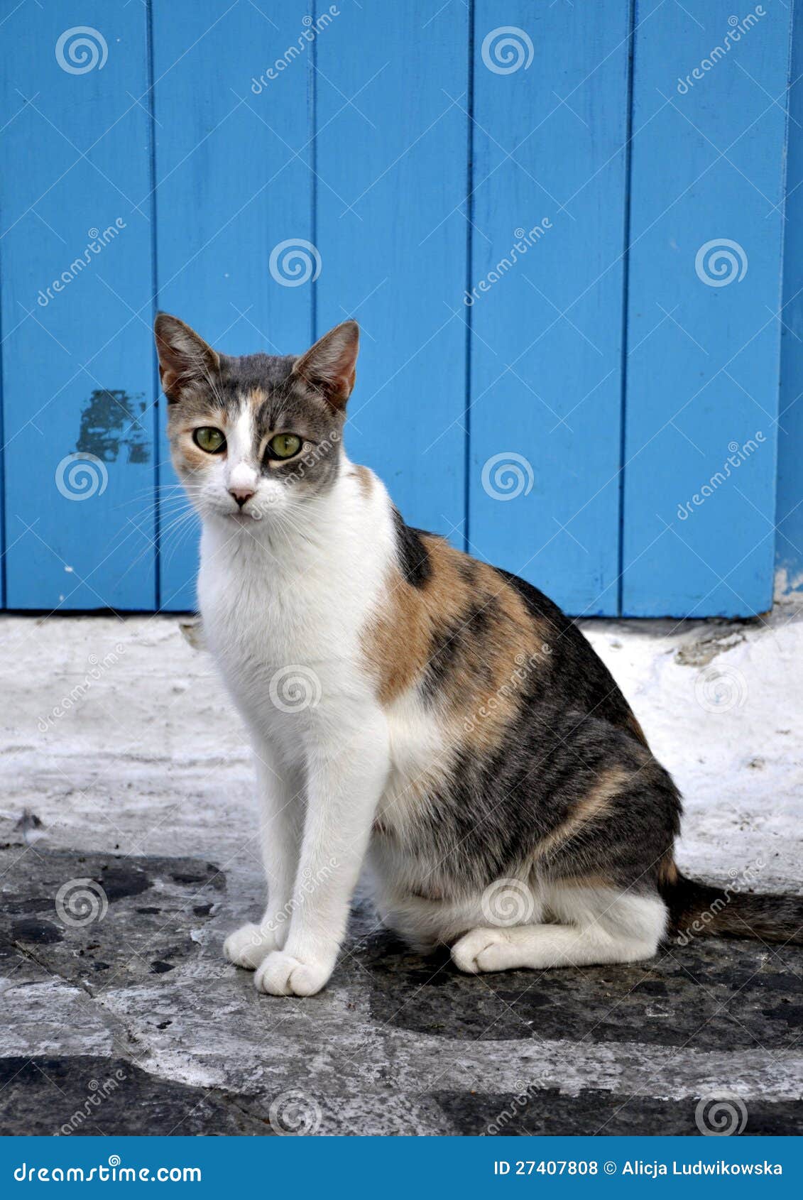 Greek cat stock photo. Image of furry, island, mediterranean - 27407808
