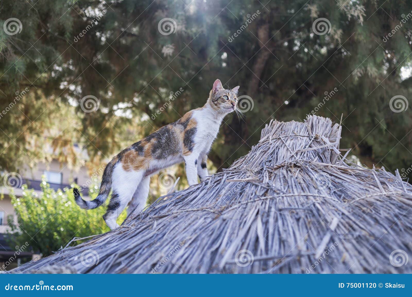 Greek Cat Relaxed on the Beach, Crete Stock Photo - Image of islands ...