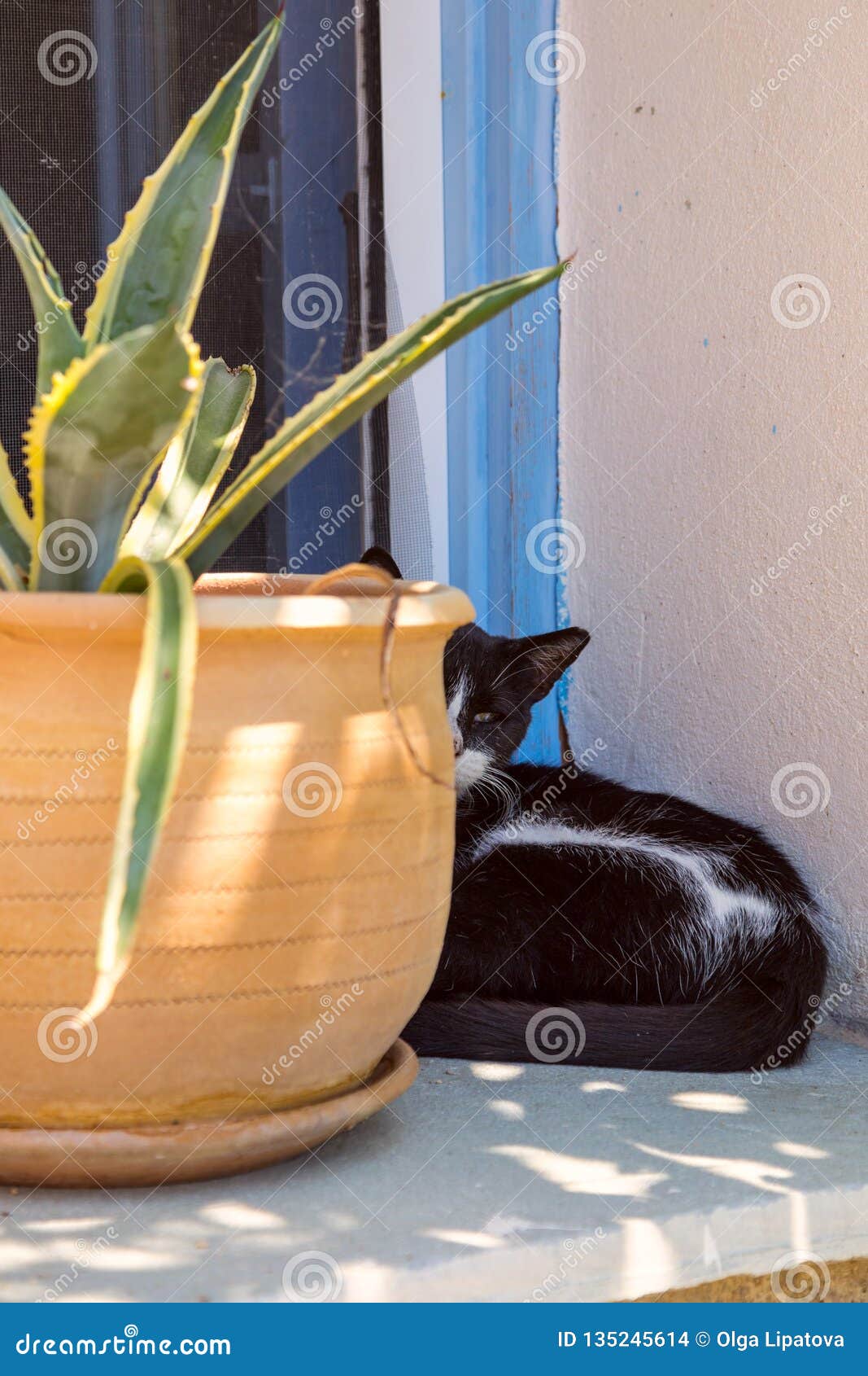 Greek cat stock photo. Image of picturesque, summer - 135245614