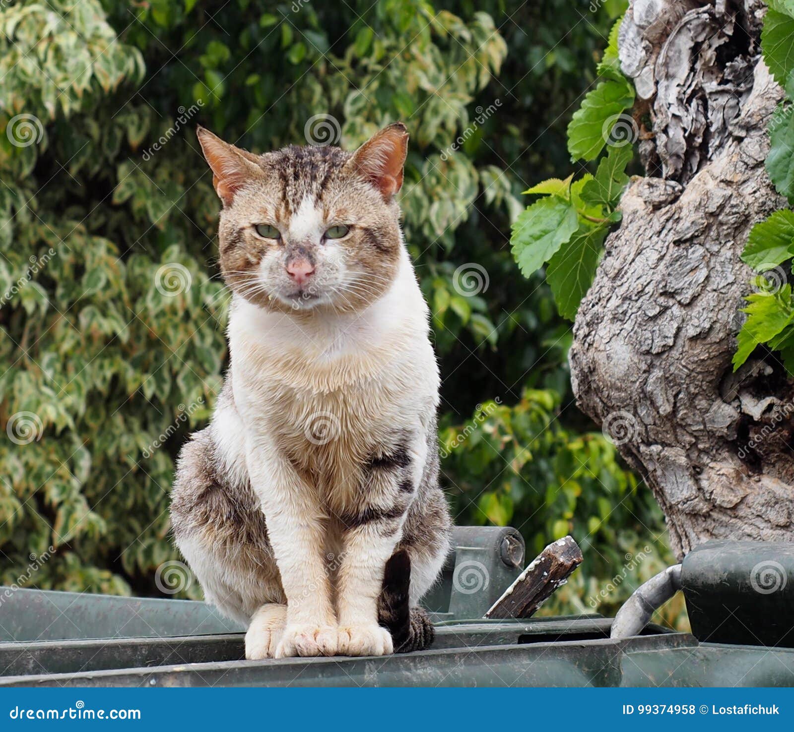 Cats of Crete Greece stock photo. Image of greece, feline - 99374958