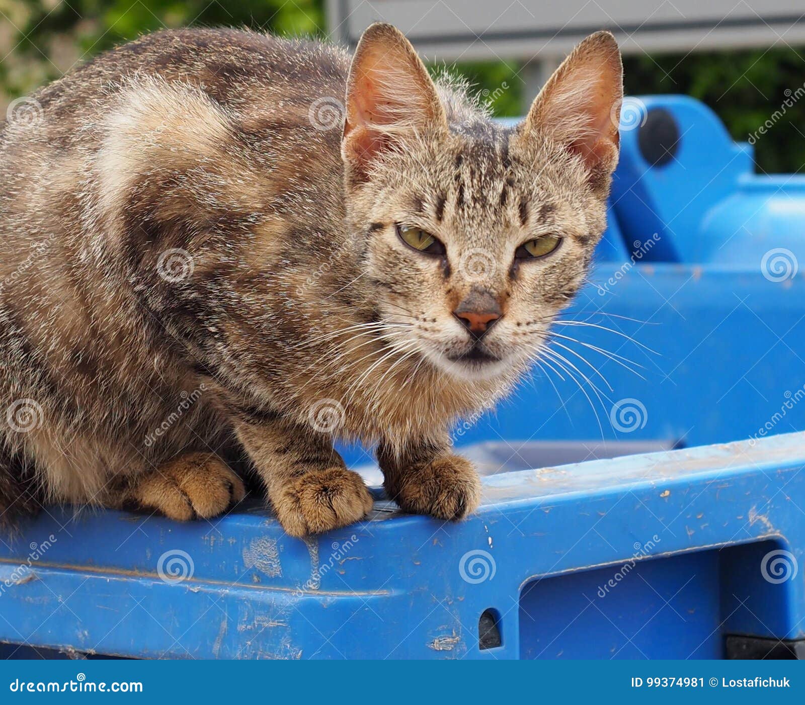 Cats of Crete Greece stock image. Image of mammals, animal - 99374981