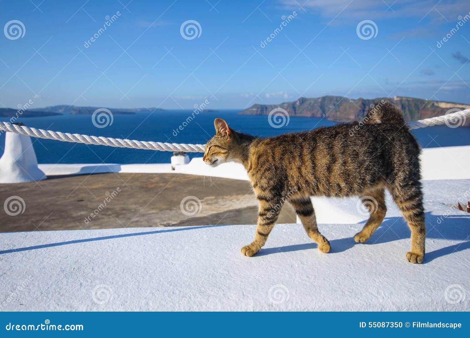 Greek cat stock photo. Image of greece, santorini, kitty - 55087350