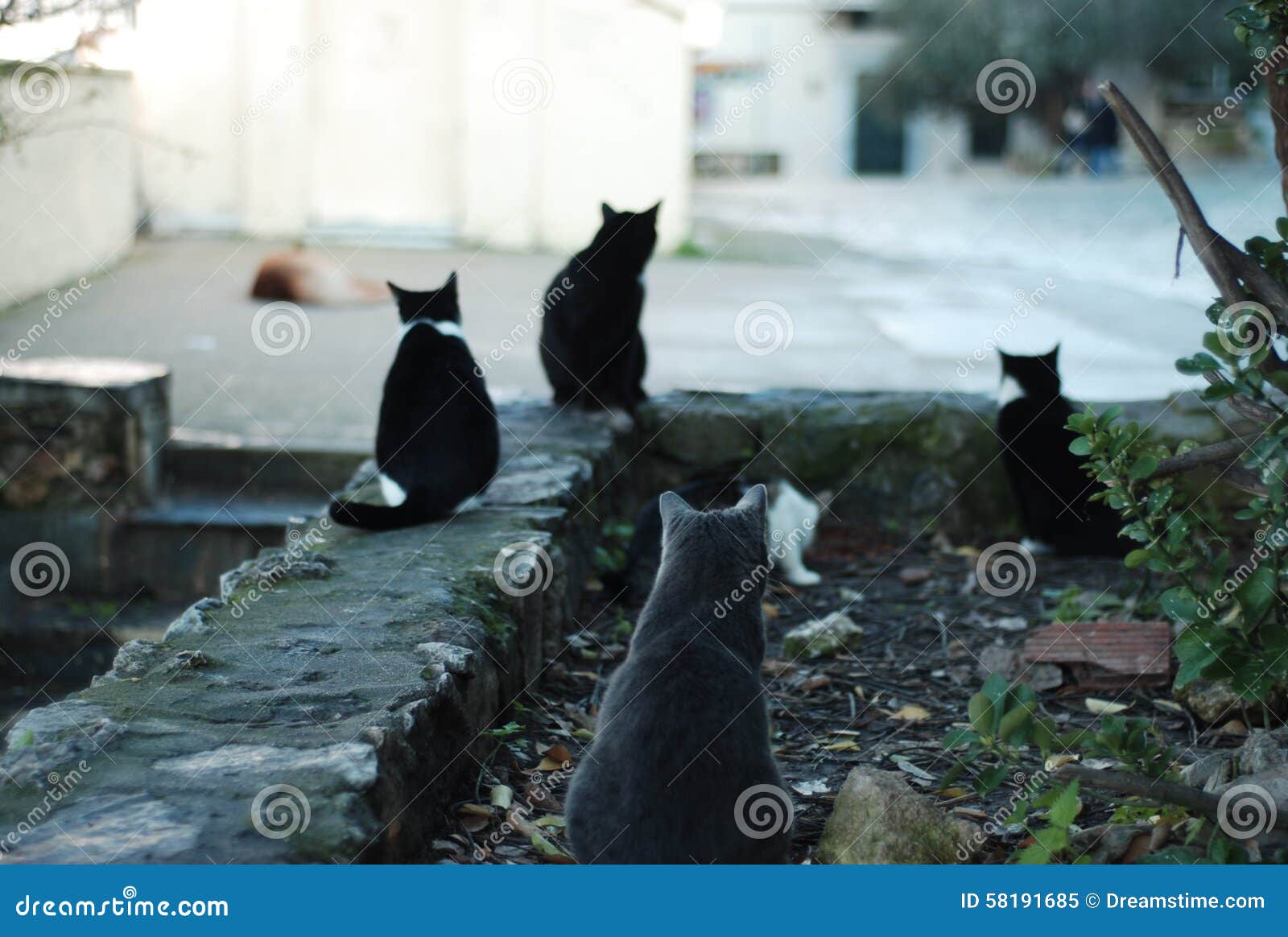Greek cats stock image. Image of direction, mammals, animals - 58191685