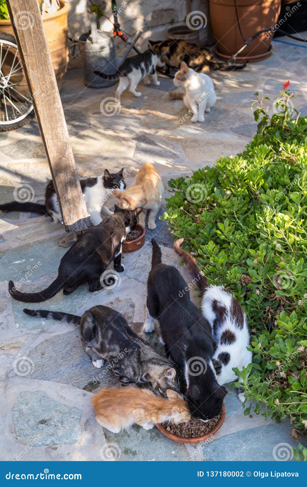 Greek cats stock photo. Image of cats, touristic, vacation - 137180002