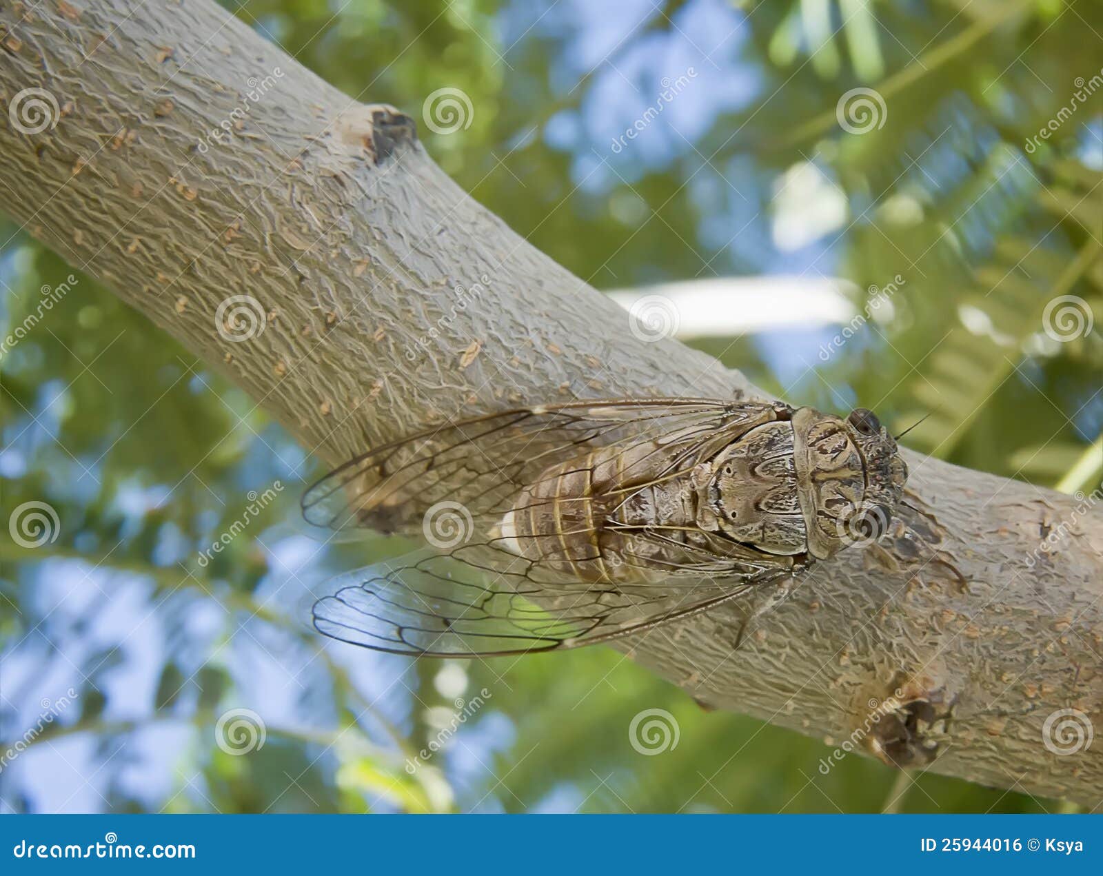 Greek cicada stock photo. Image of macro, closeup, insect - 25944016