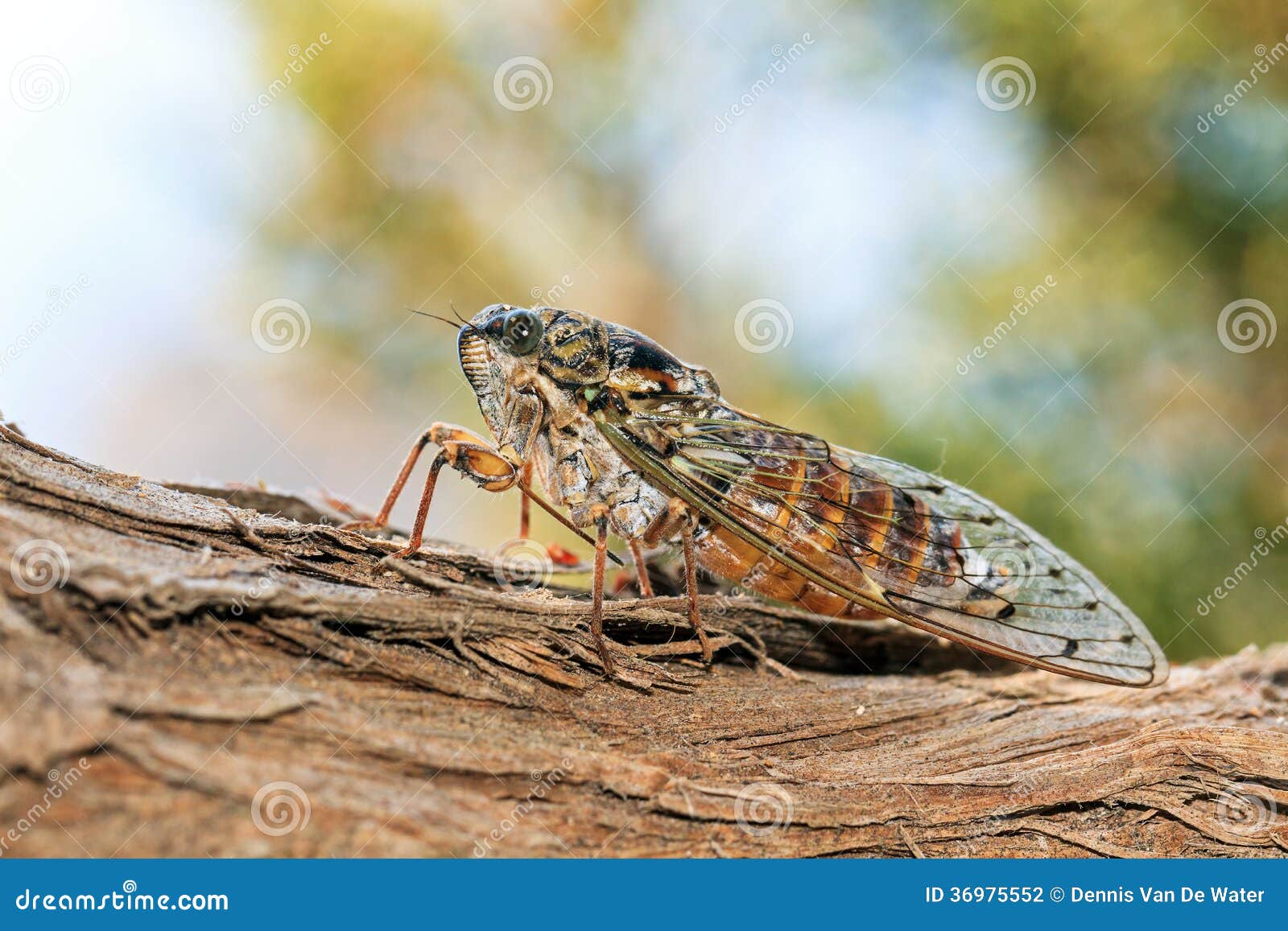 Greek Cicada stock photo. Image of greece, europe, chirp - 36975552