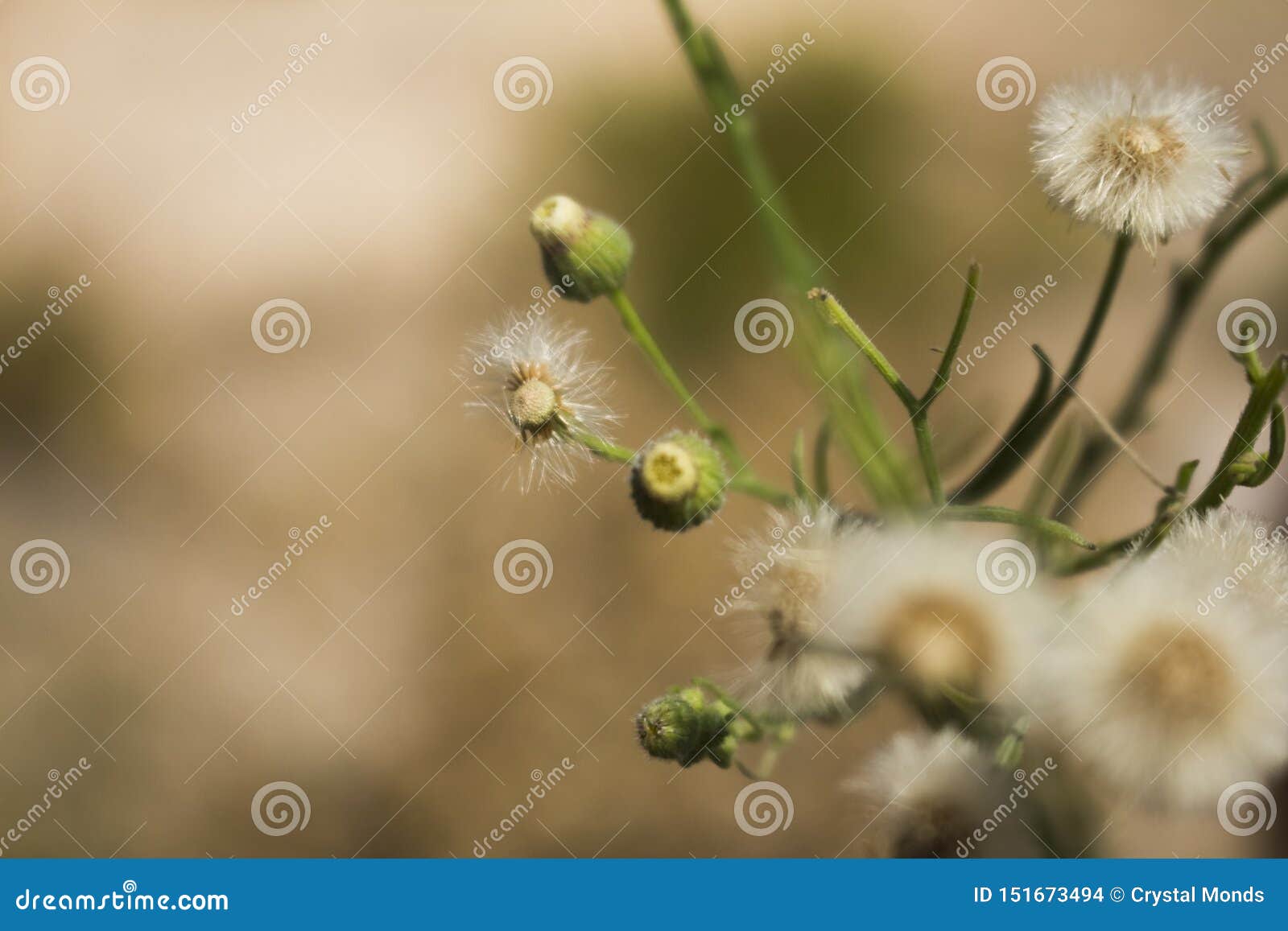 Greek Dandelions in a Seaside Field Stock Photo - Image of argostolli ...
