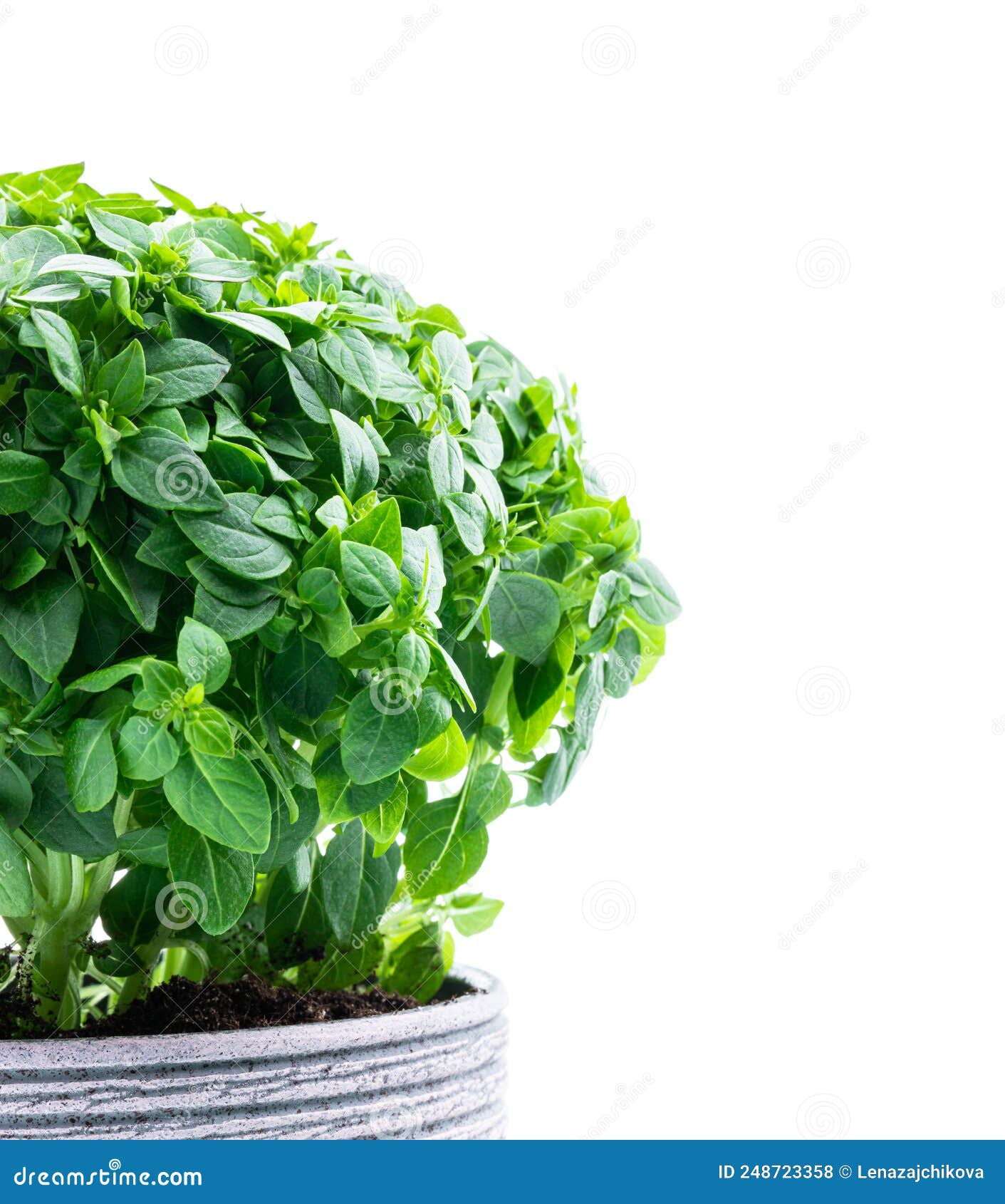 Greek Dwarf Basil Plant in Clay Pot Isolated on White Stock Photo ...