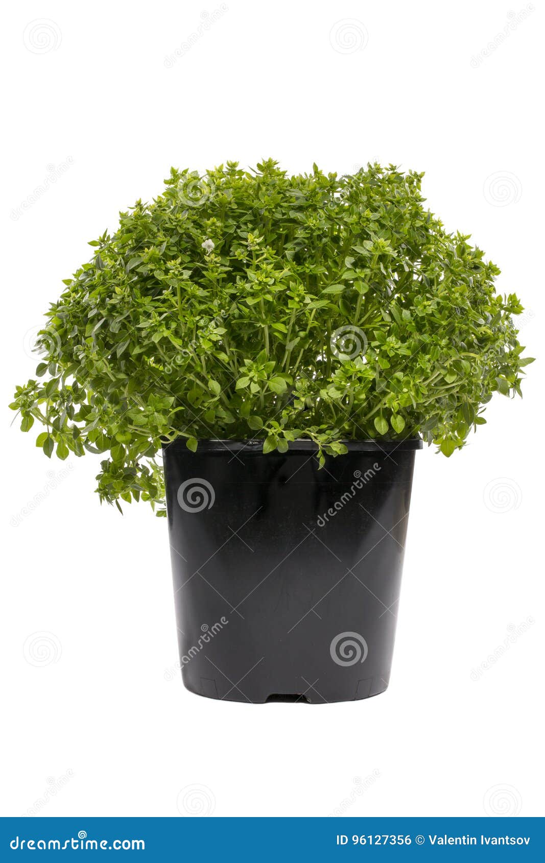 Greek Dwarf Basil in a Pot on a White Stock Photo - Image of white ...