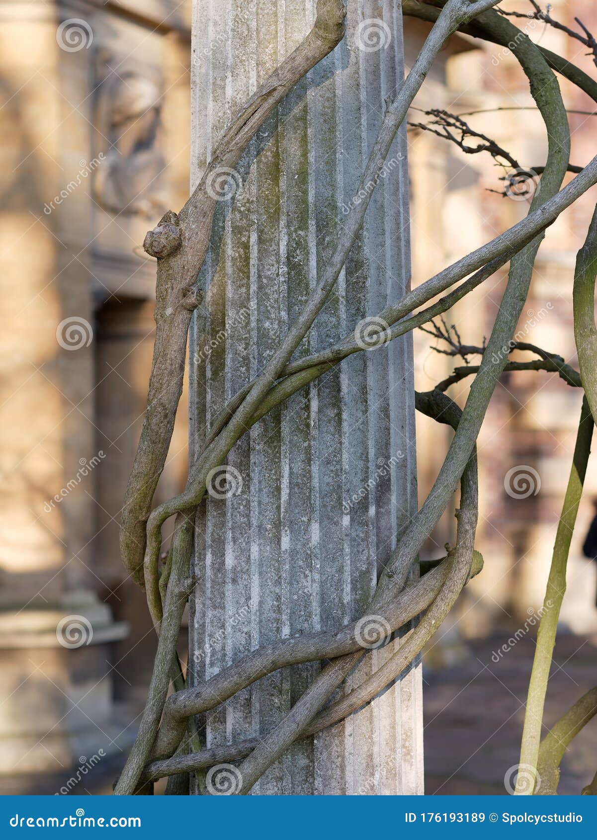 Greek Ionic Column with Vines in a Garden Stock Image - Image of sunny ...