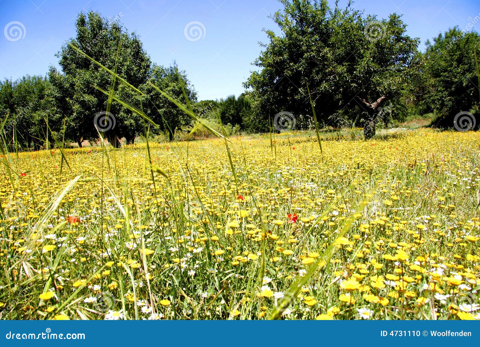Greek meadow in Spring stock photo. Image of wild, flowers - 4731110