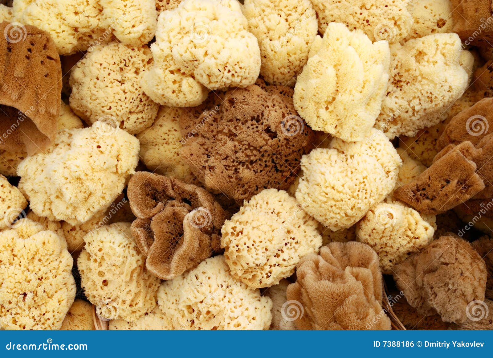 Greek natural sponges stock photo. Image of clean, color - 7388186