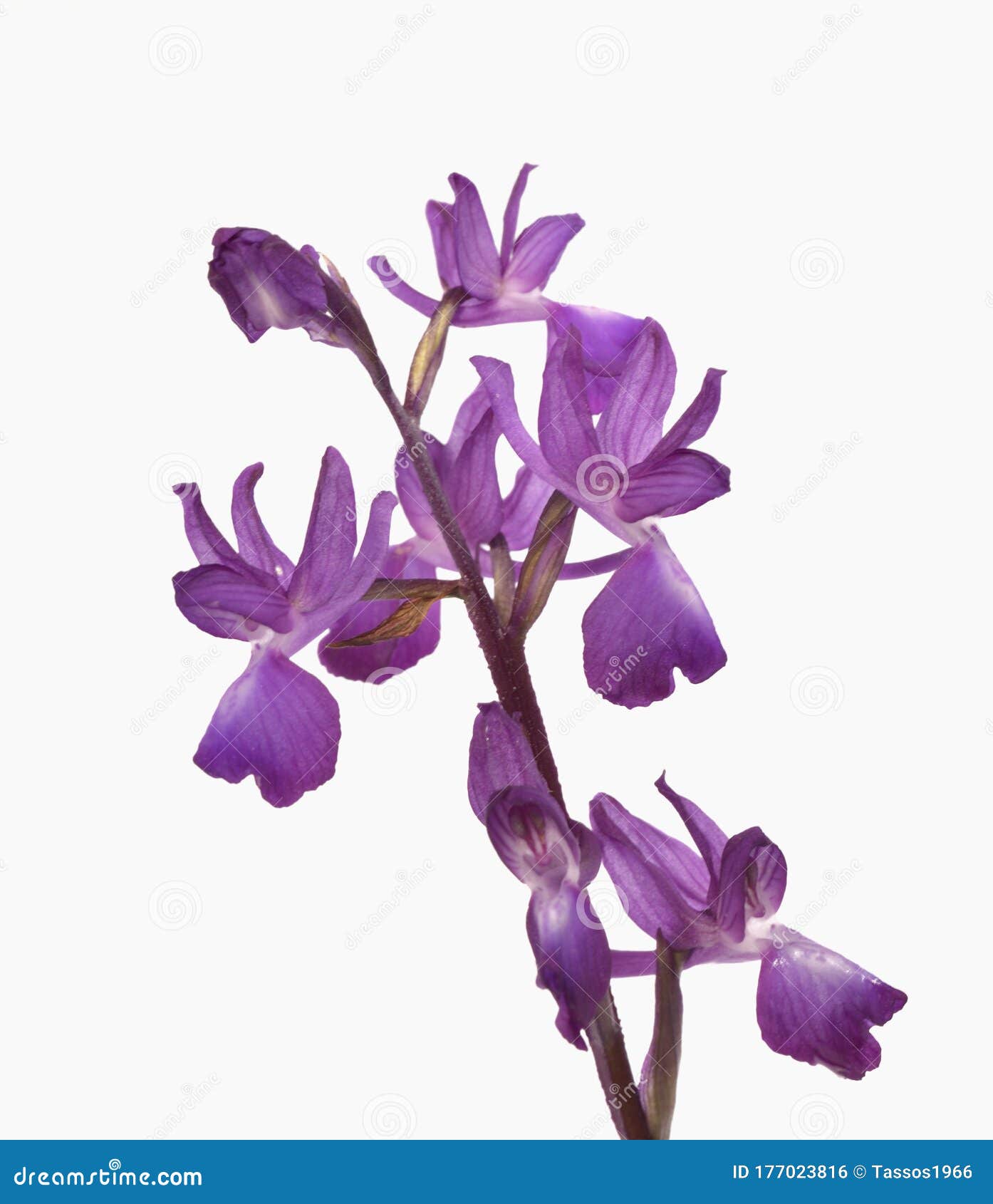 Lax-flowered orchid, Crete stock photo. Image of crete - 177023816