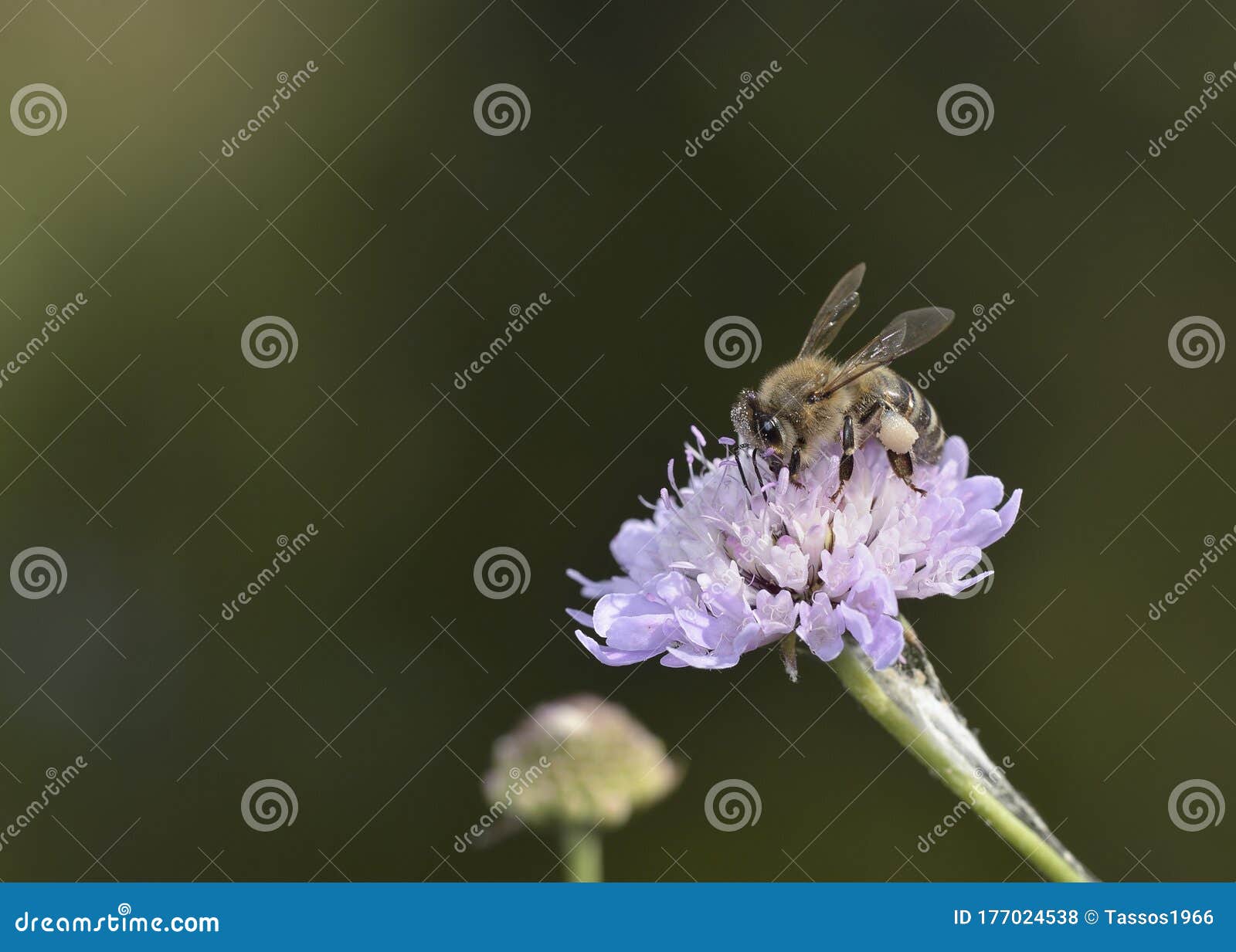 European honey bee, Crete stock photo. Image of green - 177024538