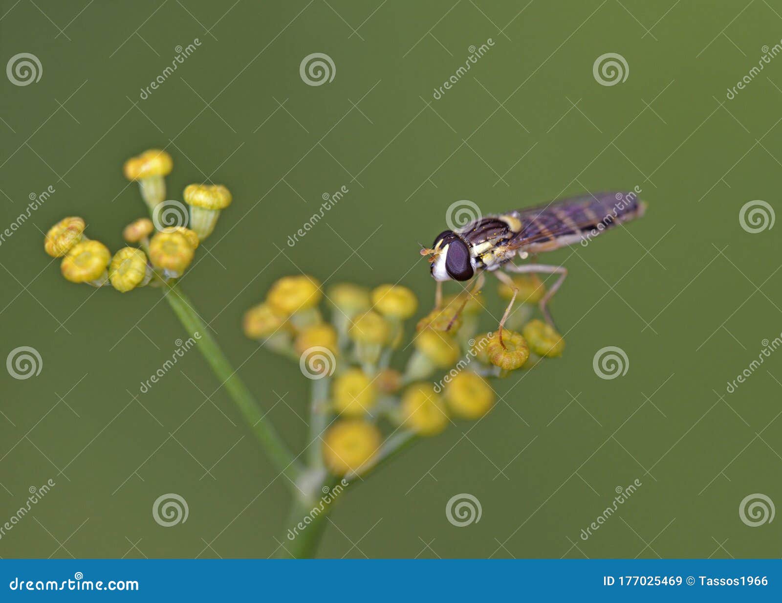 Syrphidae Hoverfly Could Be Melanostoma Scalare, Crete Stock Image ...