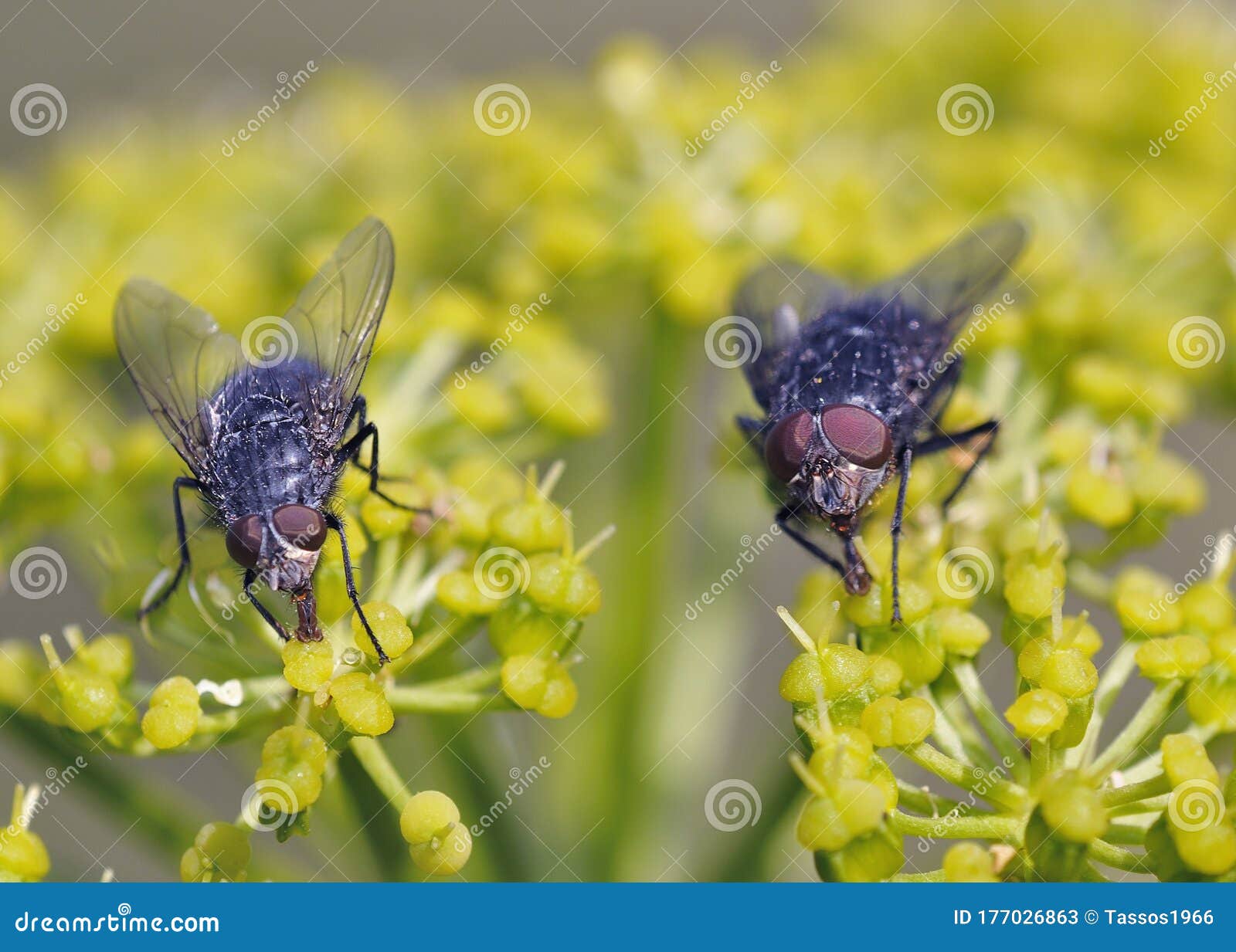 Calliphoridae Flies, Greece Stock Image - Image of diptera, flower ...