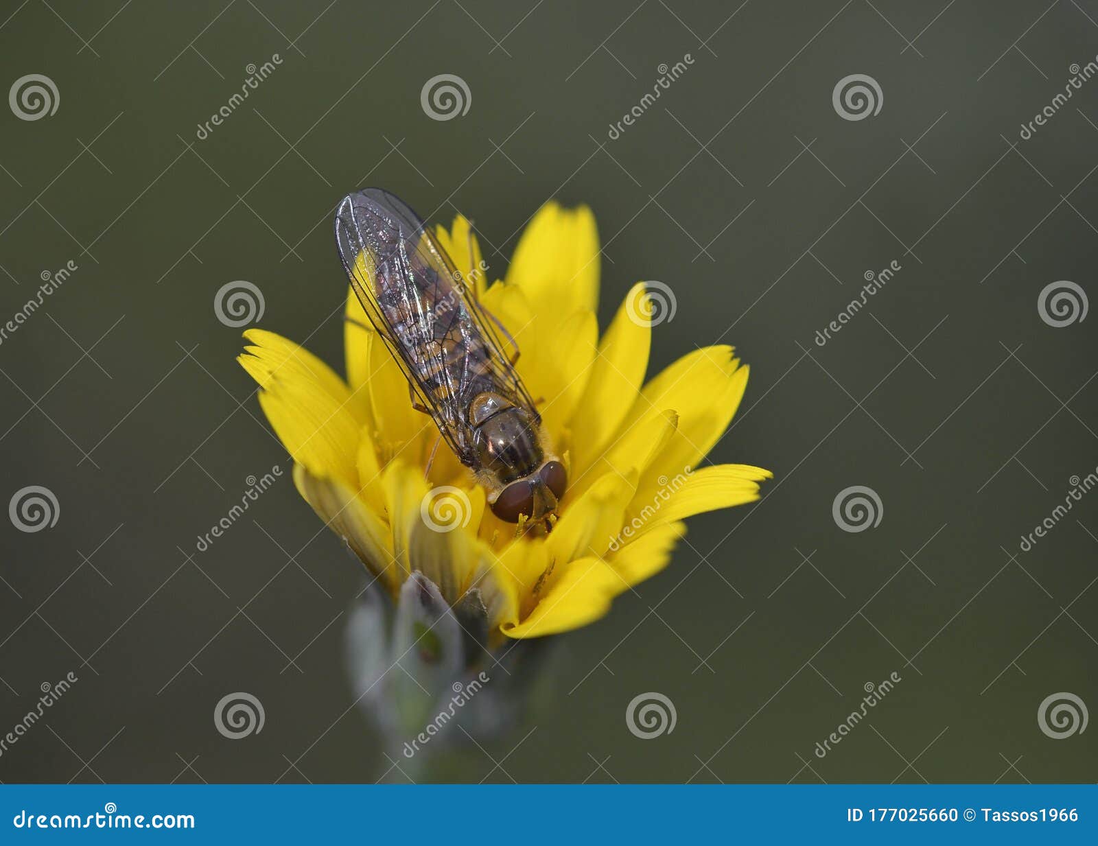 Episyrphus Balteatus, Crete Stock Photo - Image of beauty, insect ...