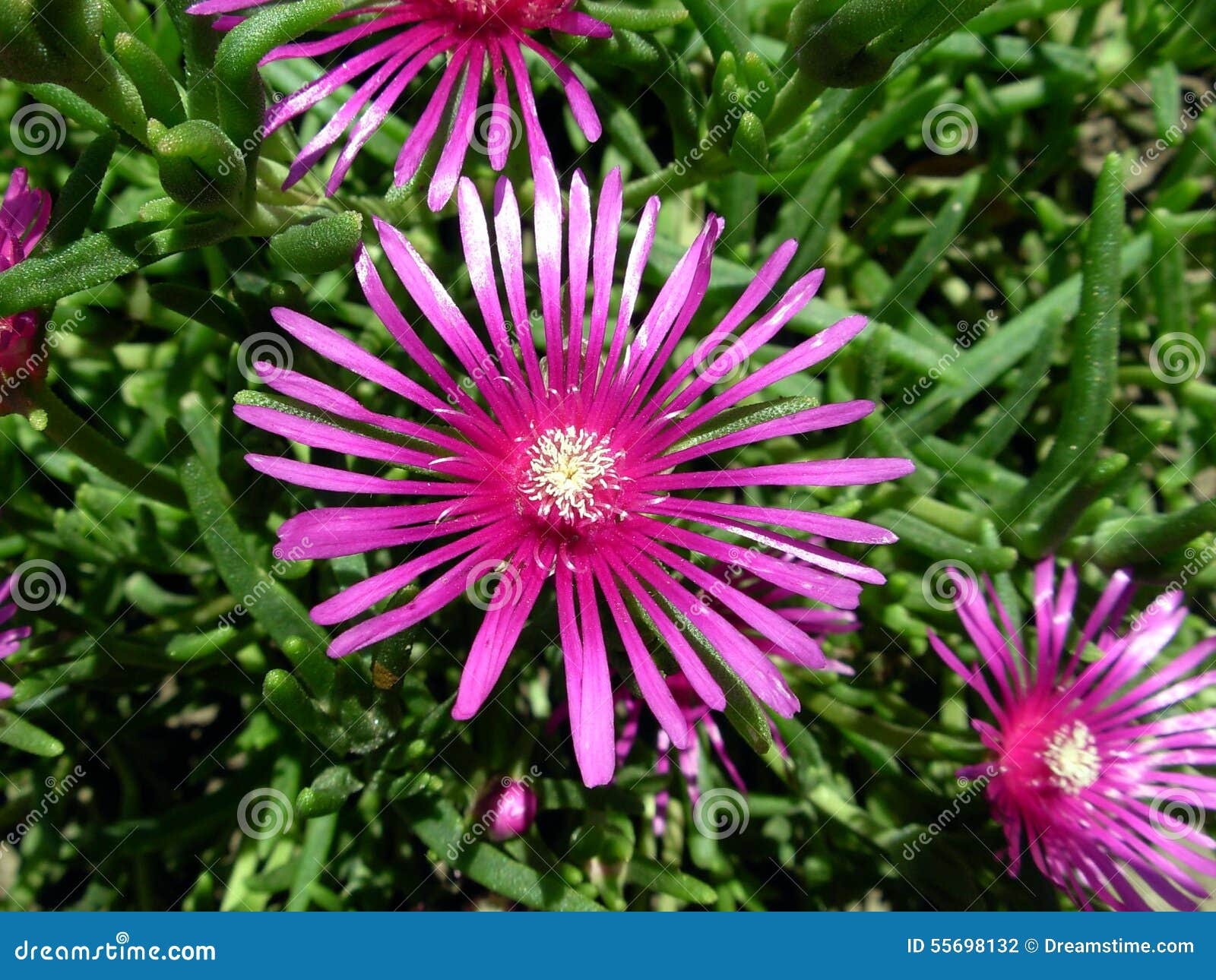 Greek Noodle Flower Stock Photos - Free & Royalty-Free Stock Photos ...