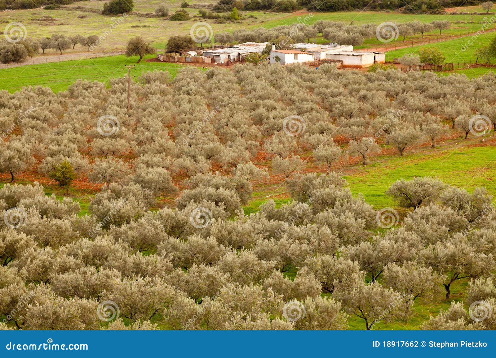 Greek Olive Orchard Farm stock photo. Image of culture - 18917662
