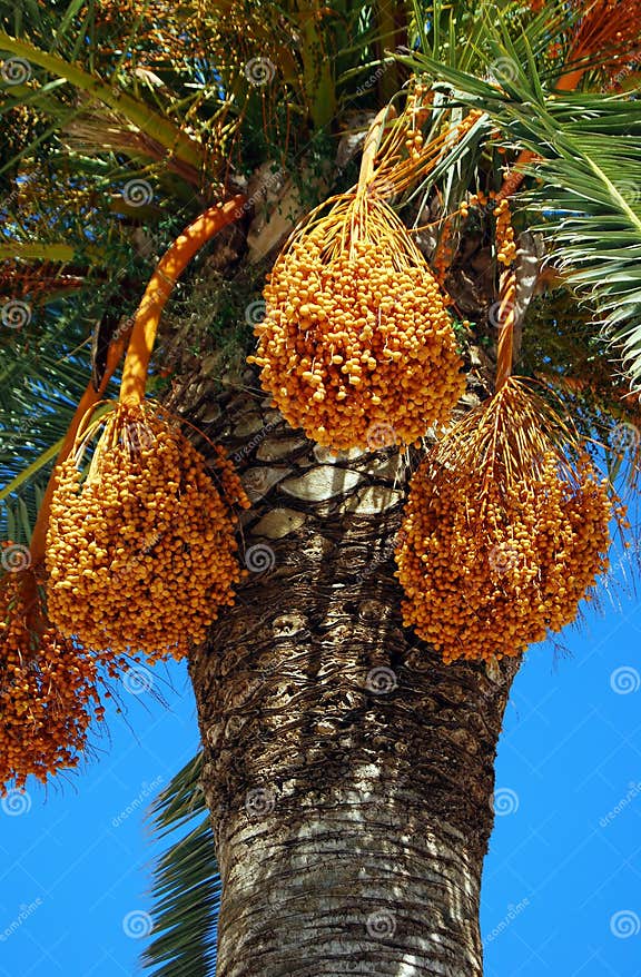 Greek palm tree stock photo. Image of food, deciduous - 12417210