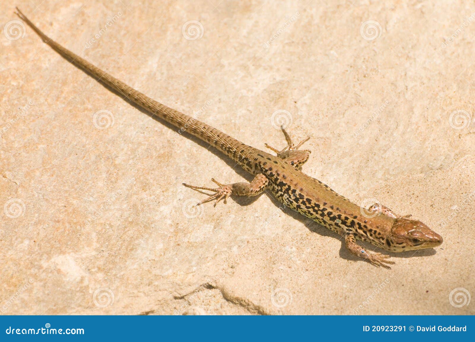 Greek rock lizard stock image. Image of zante, graeca - 20923291