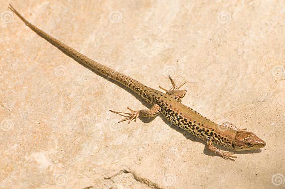 Greek rock lizard stock image. Image of zante, graeca - 20923291