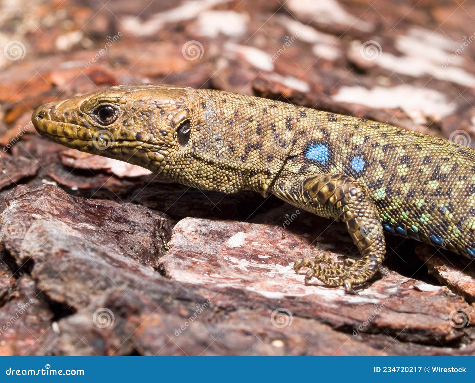 Greek Rock Lizard Crawling on the Wood Stock Image - Image of ...