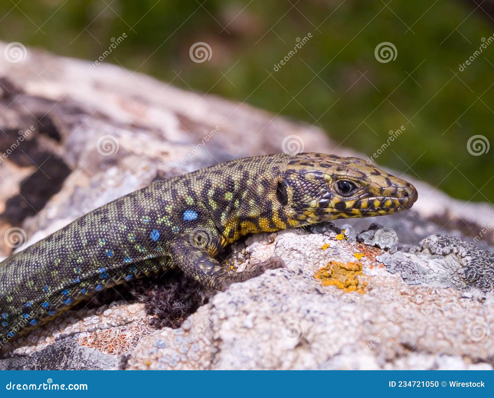 Greek Rock Lizard in Its Natural Habitat Stock Photo - Image of habitat ...