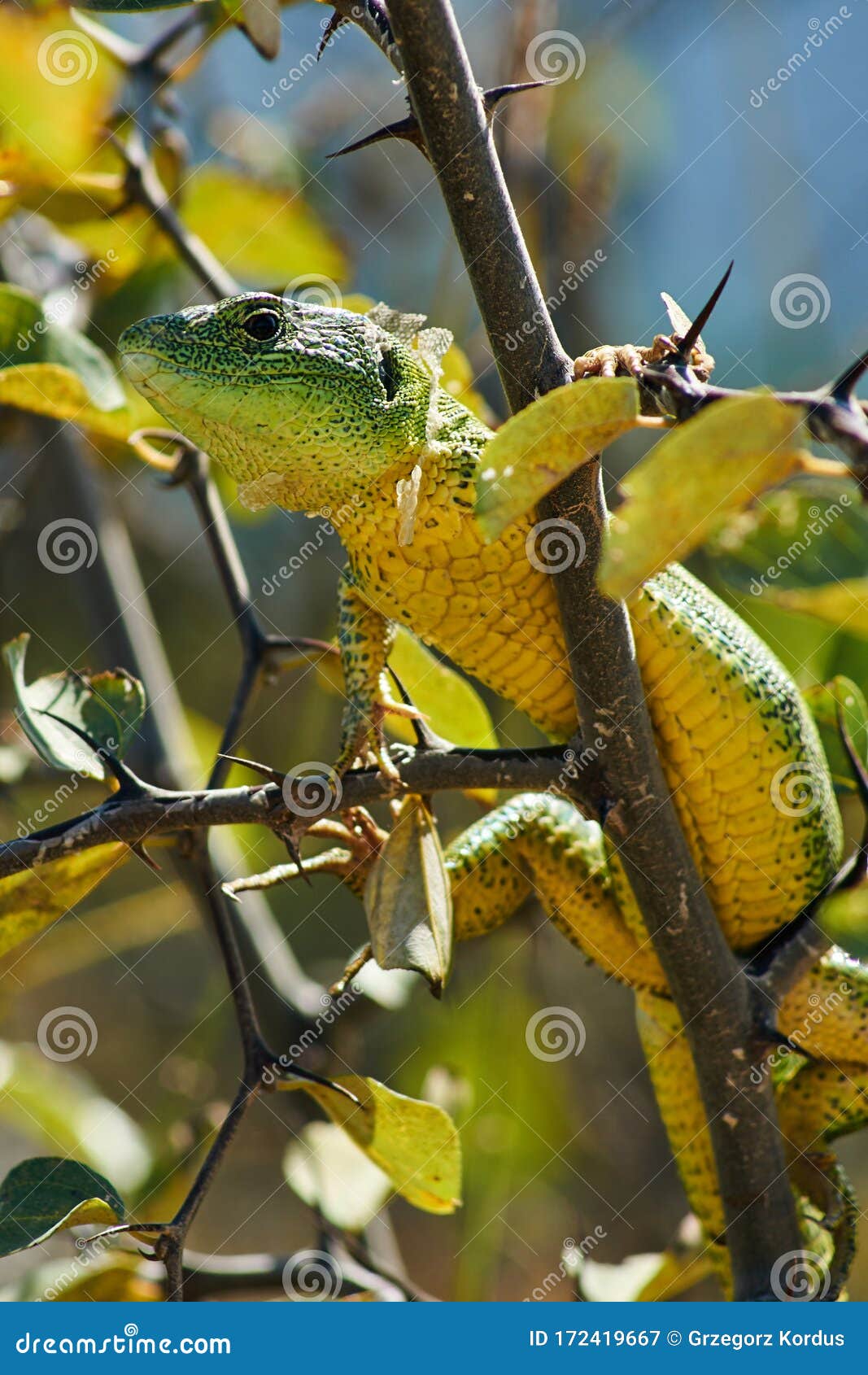 Greek rock lizard on tree stock image. Image of corfu - 172419667