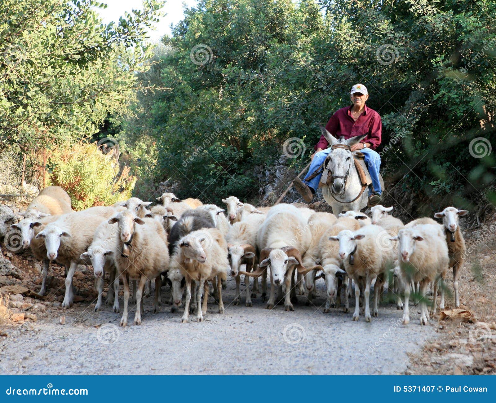 Greek Shepherd with Flock and Donkey Editorial Photography - Image of ...