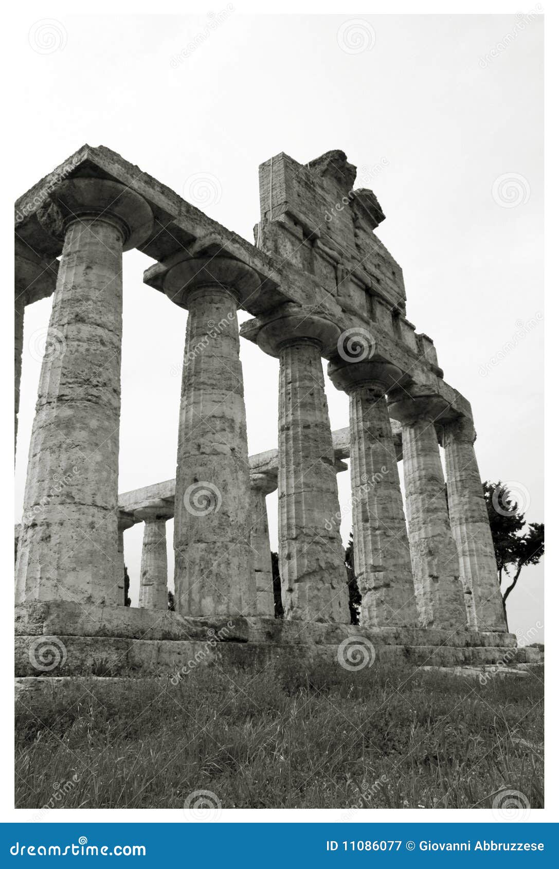 Greek Temple At Paestum Italy With Background Pine Stock Photography ...