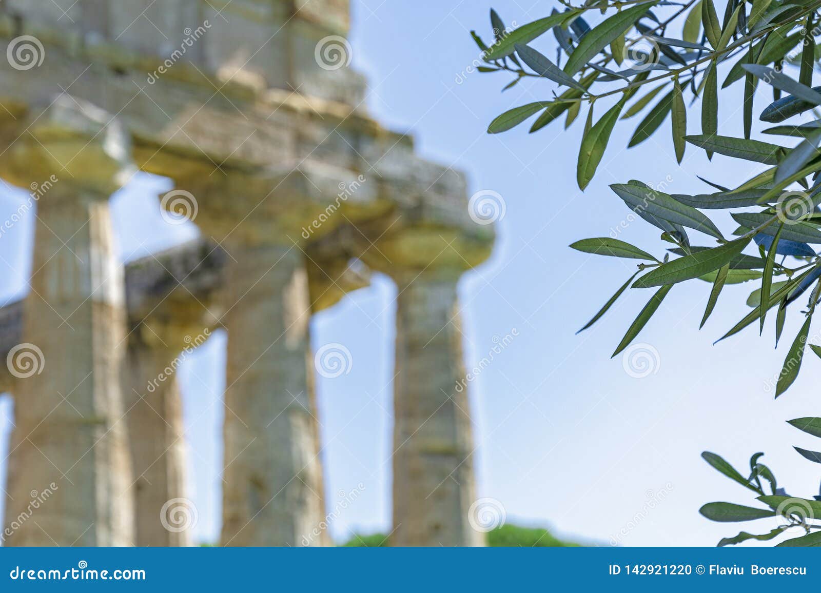 Greek Temple and Olive Tree Leafs Stock Photo - Image of destination ...