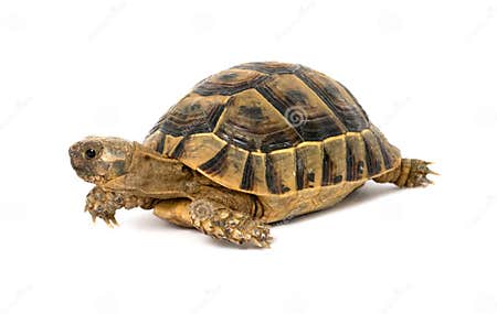 Greek tortoise stock photo. Image of animal, shell, isolated - 8692710