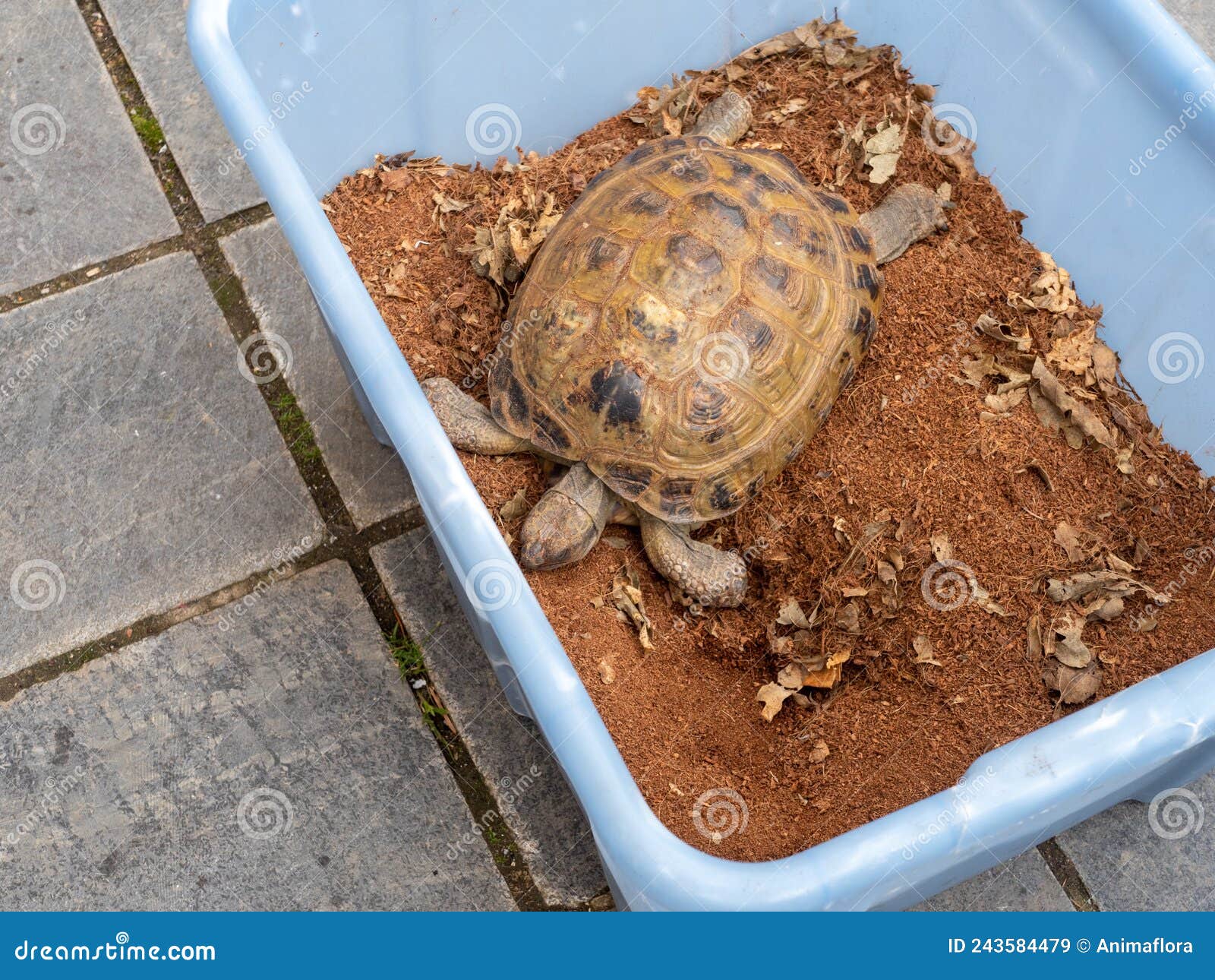 Greek Tortoise in a Box for Hibernation Stock Image - Image of tortoise ...