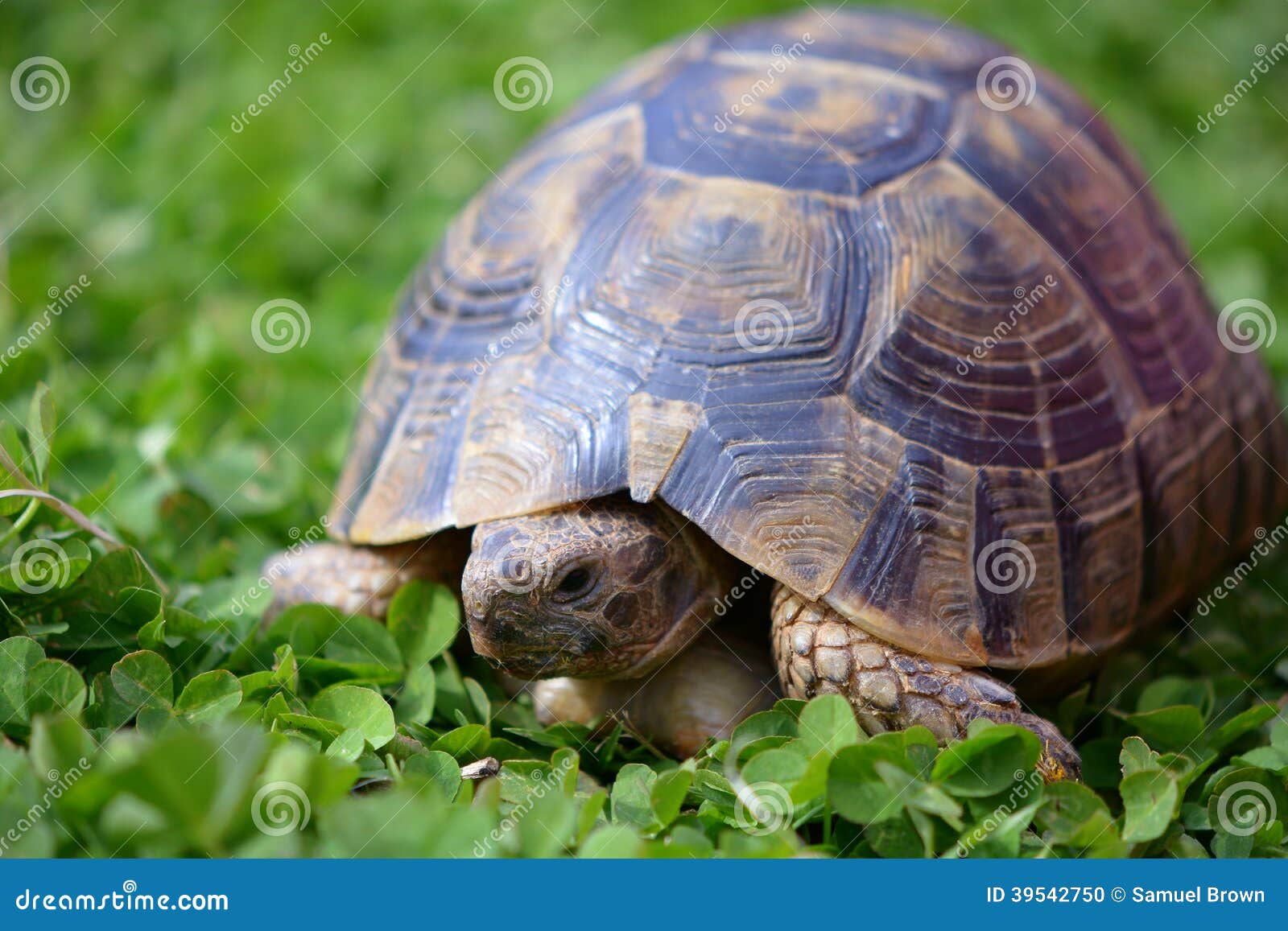 Greek tortoise in clover stock photo. Image of green - 39542750