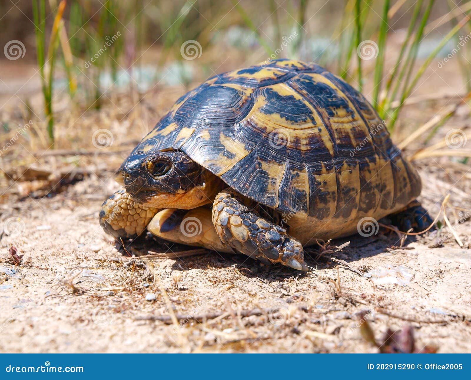 Greek Tortoise, Testudo Graeca Stock Photo - Image of graeca, tortoise ...