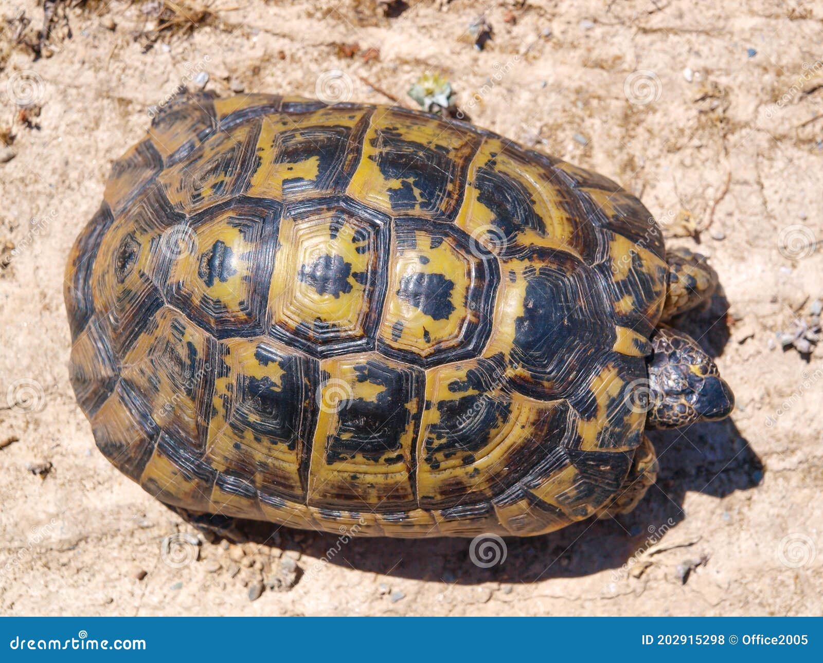 Greek Tortoise, Testudo Graeca Stock Photo - Image of reptile, shell ...
