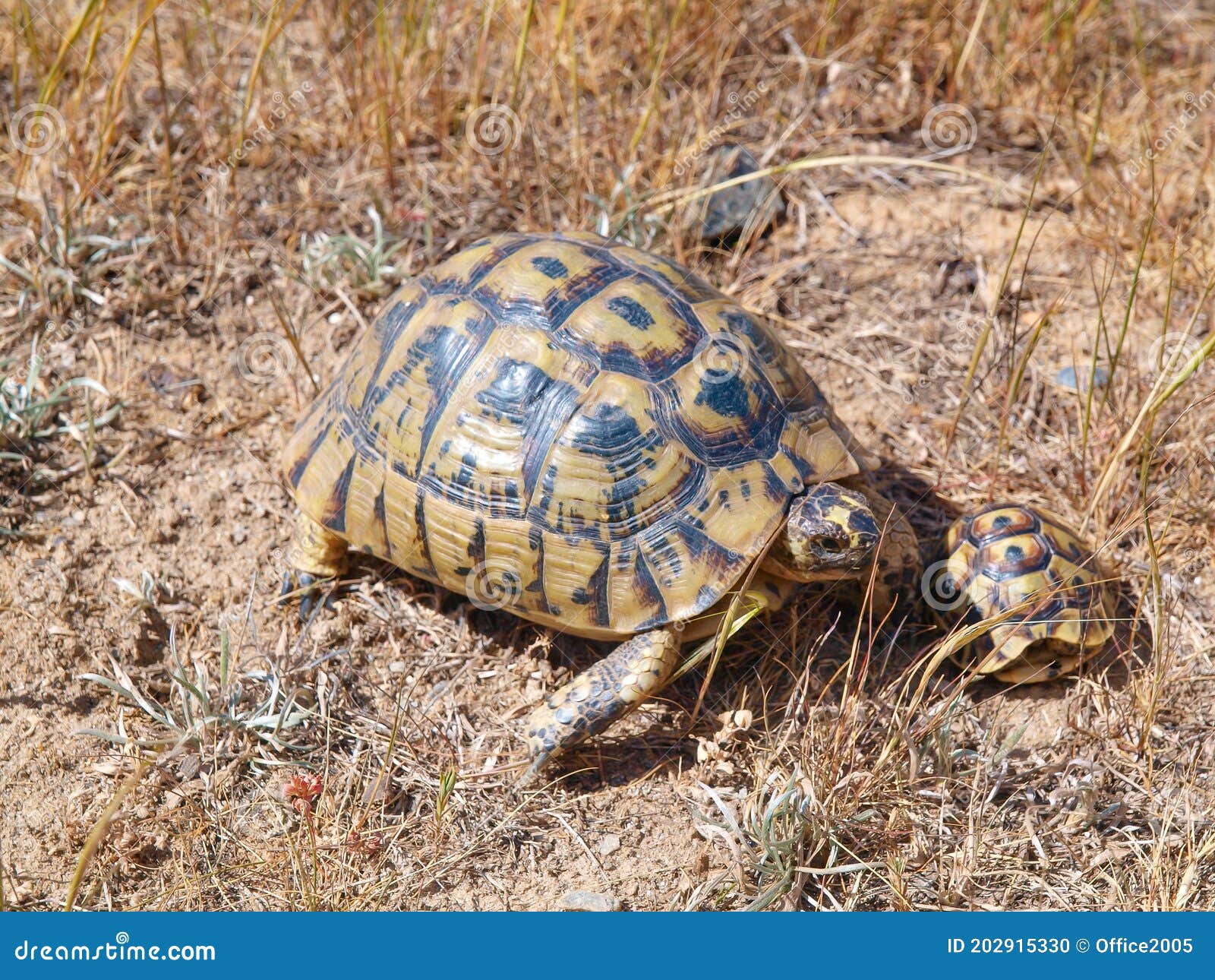 Greek Tortoise, Testudo Graeca Stock Photo - Image of reptile, spain ...