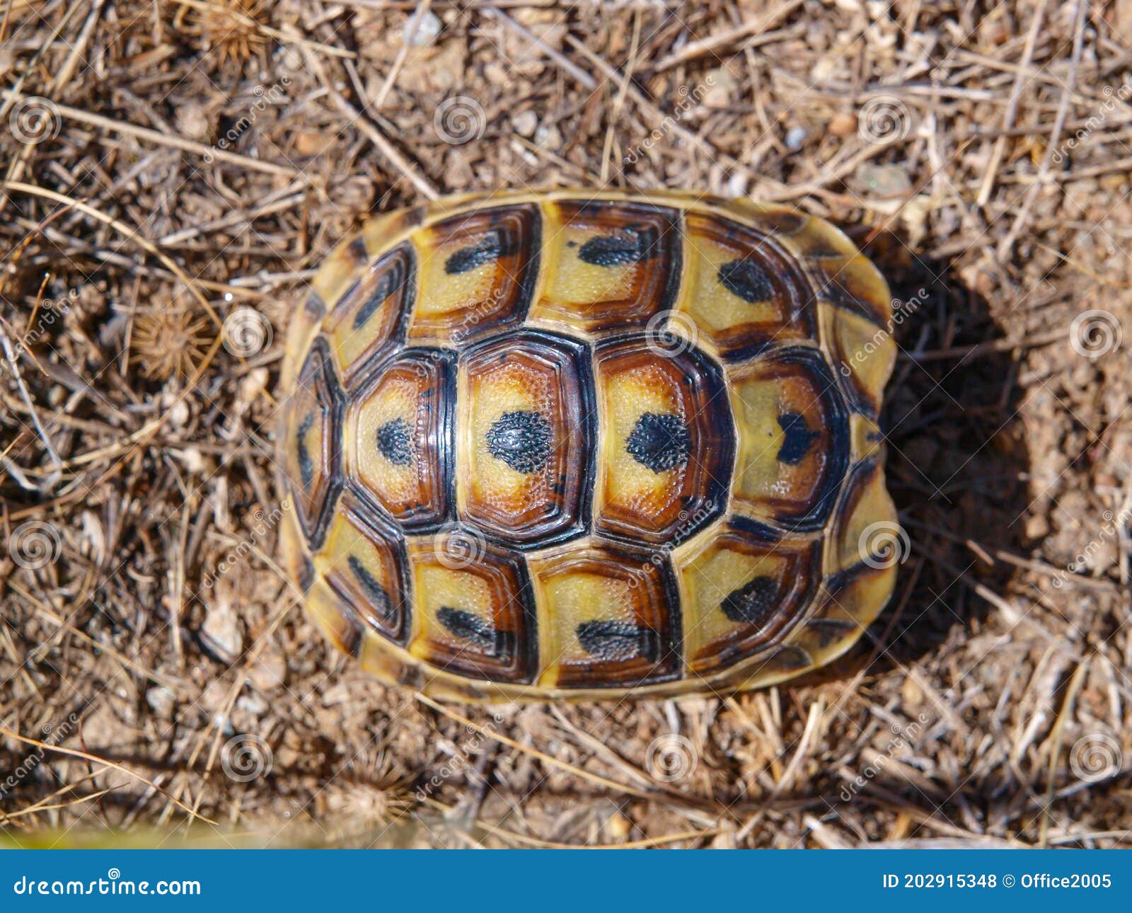 Greek Tortoise, Testudo Graeca Stock Photo - Image of land, turtle ...
