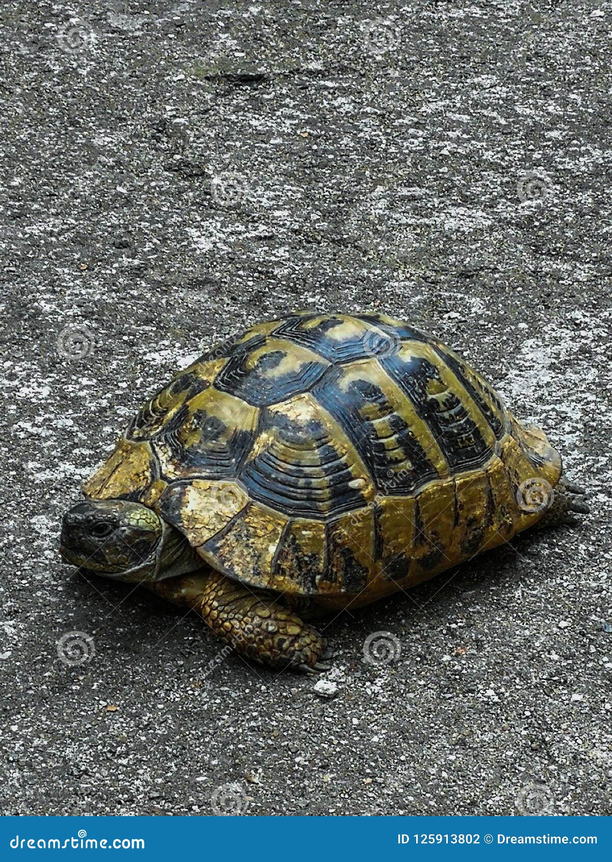 Greek Tortoise Turtle stock photo. Image of thighed - 125913802