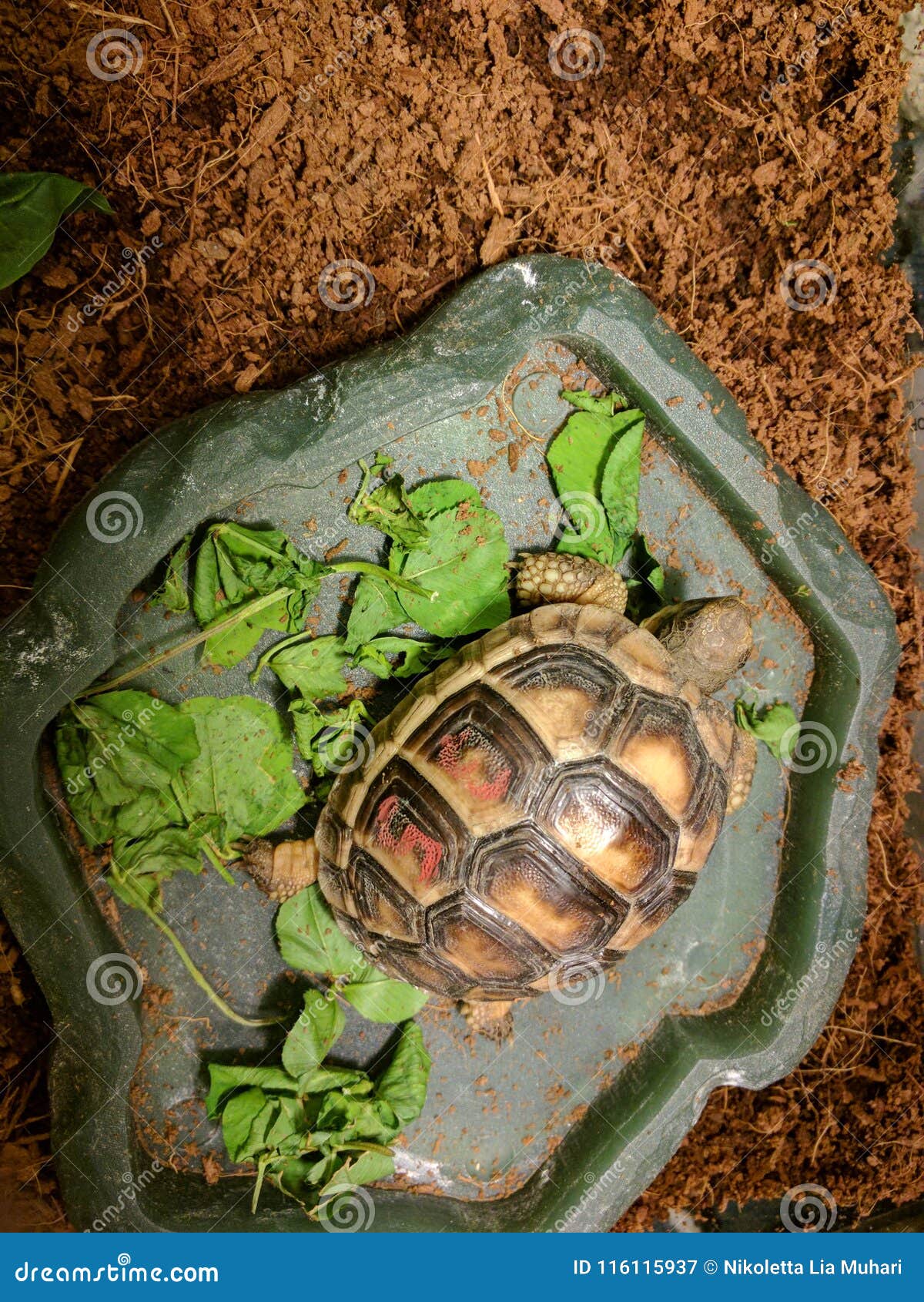 Greek turtle stock image. Image of terrarium, amphibian - 116115937