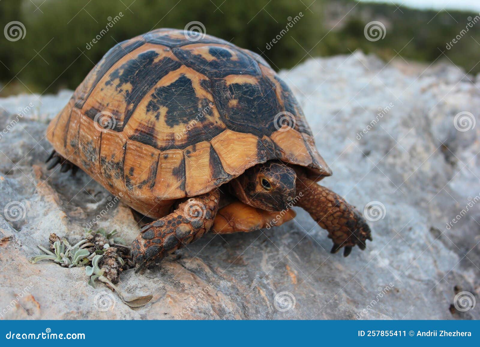 Greek Turtle, Testudo Graeca, or Spur-thighed Tortoise Stock Image ...