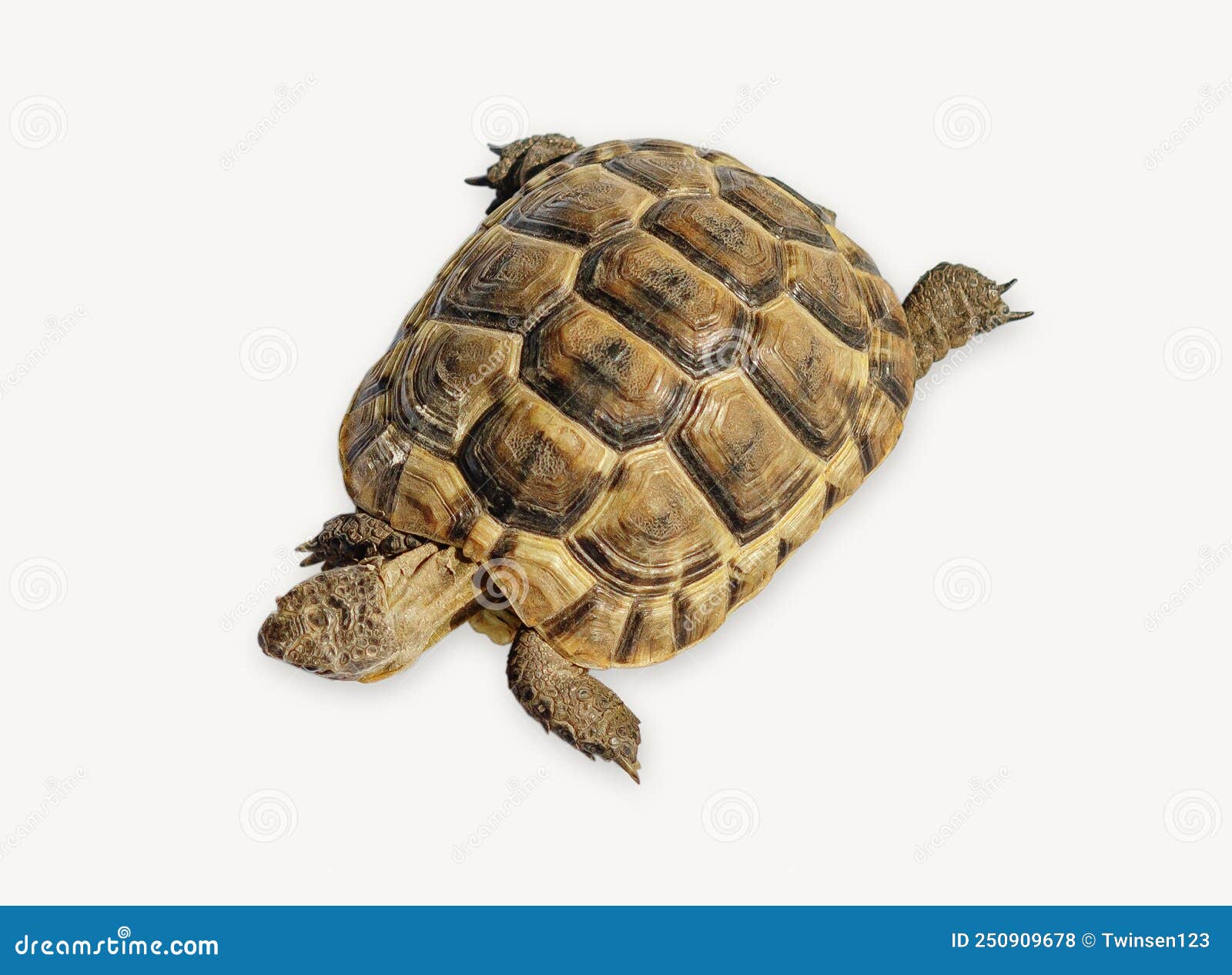 Top View of the Spotted Shell, Head, Paws of a Turtle. Greek Turtle on ...