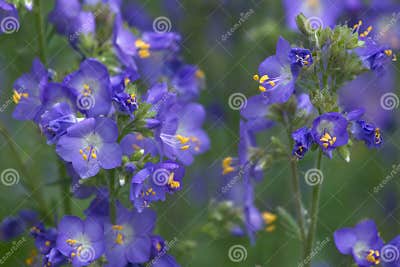 Greek valerian stock photo. Image of petal, polemonium - 5573594