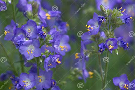Greek valerian stock photo. Image of petal, polemonium - 5573594