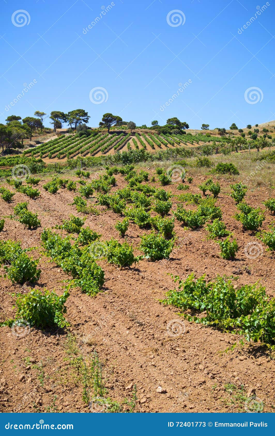Greek vineyard stock image. Image of fresh, fields, europe - 72401773