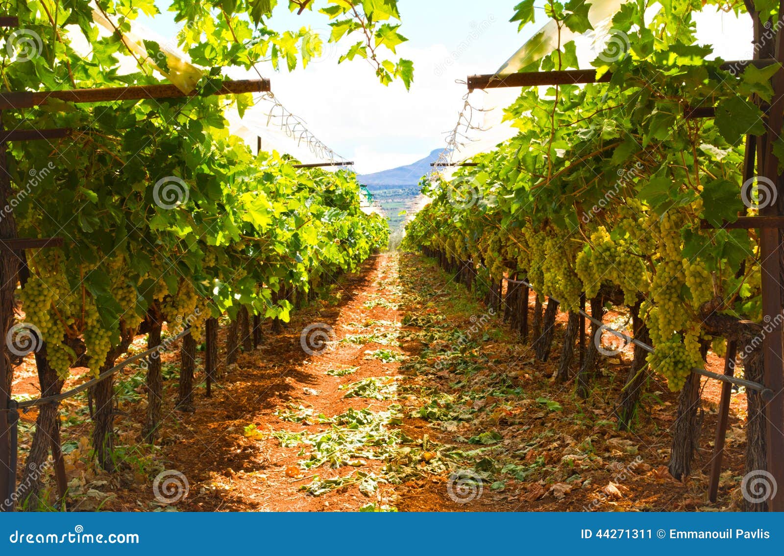 Greek vineyard stock image. Image of eating, currant - 44271311