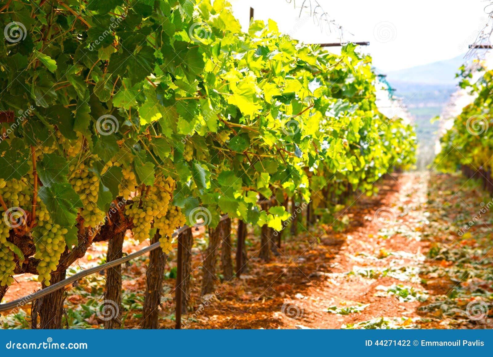 Greek vineyard stock photo. Image of bunch, dessert, currant - 44271422