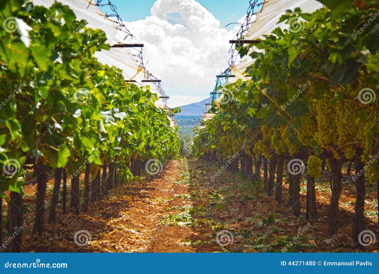 Greek vineyard stock photo. Image of attica, grape, dessert - 44271480