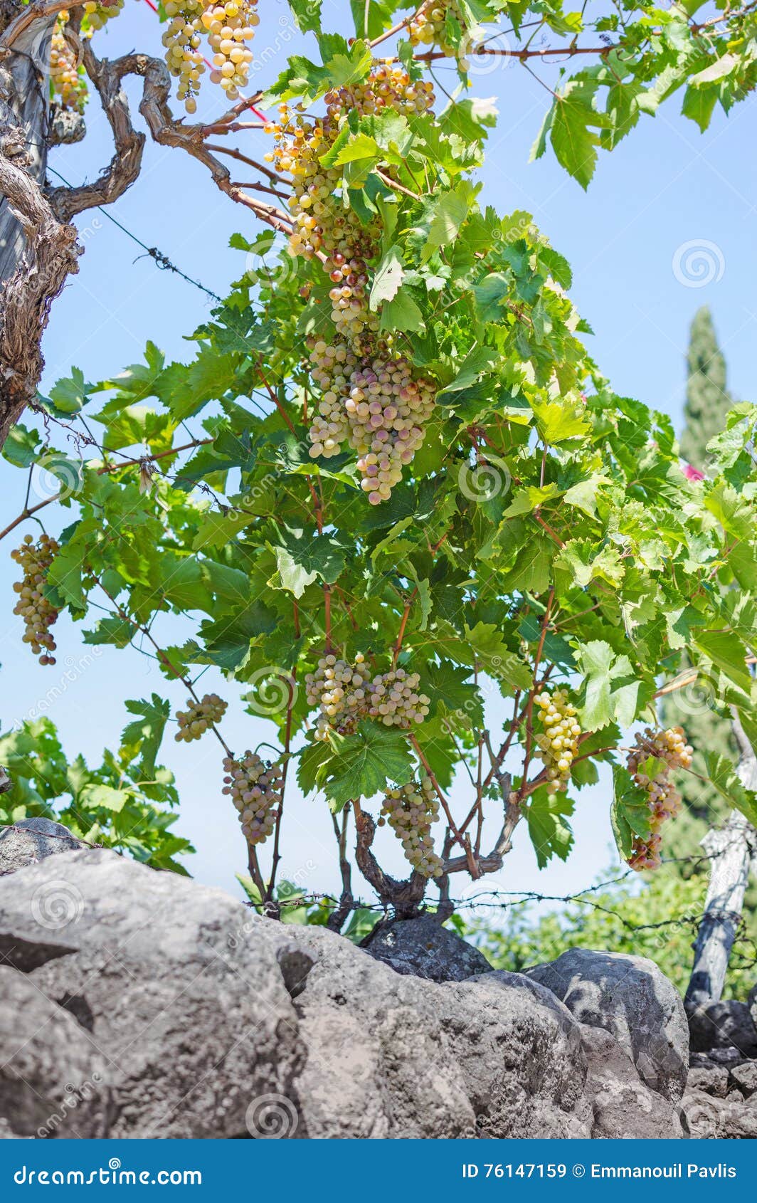 Greek vineyard stock image. Image of aegean, grape, bunch - 76147159